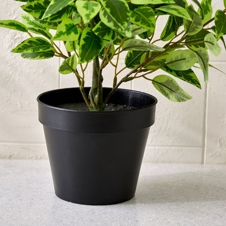 Buy Gloria Terra Artificial Mini Ficus in Pot from Home Centre at just ...