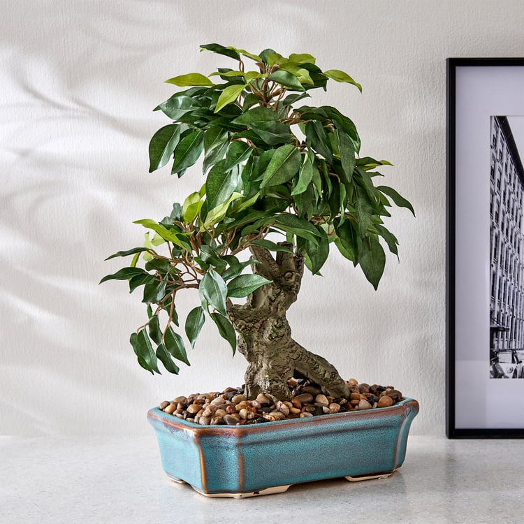 Buy Fiesta Artificial Ficus Bonsai Plant in Ceramic Pot from Home ...
